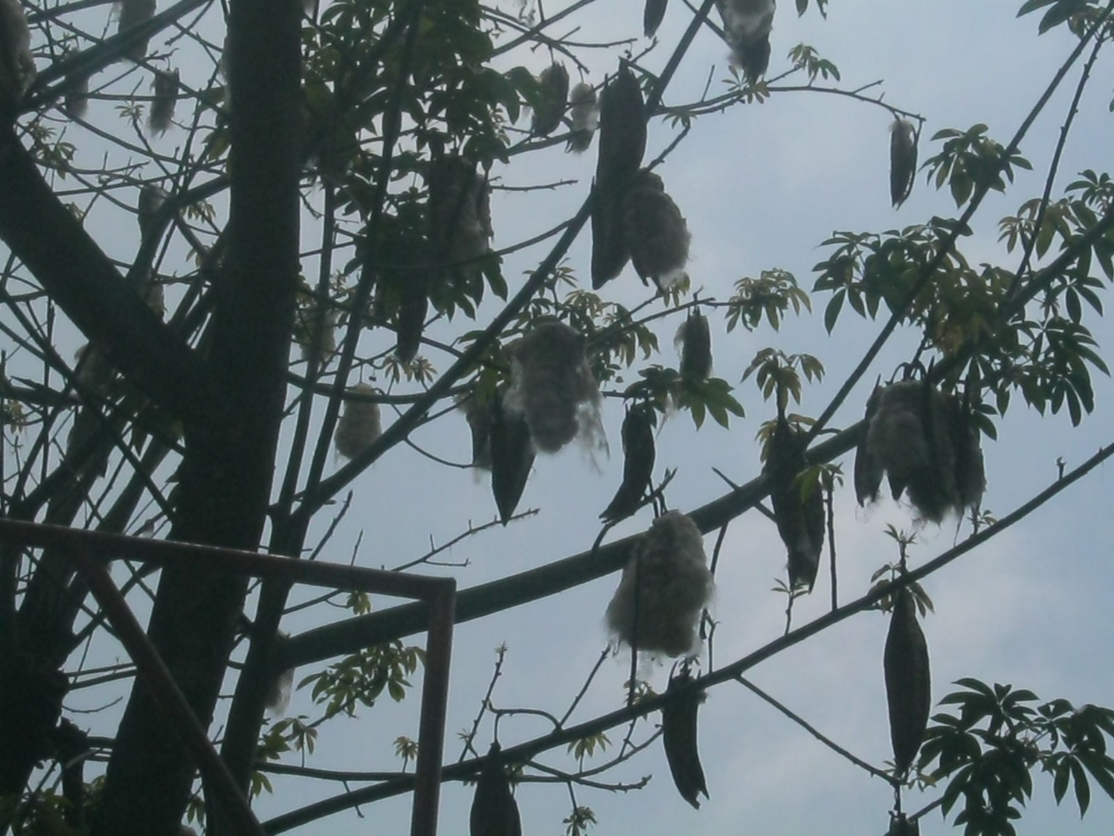 Nature shots: Panji Maram or Elavum ka